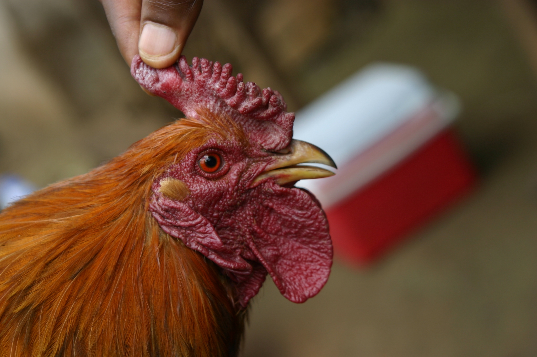 African Chicken Genetic Gains (ACGG) | International Livestock Research ...