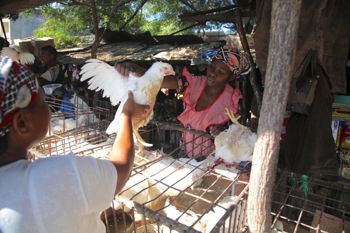 One Health: Key to sustainable livestock—and human and environment—health