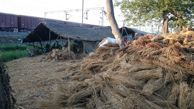 Improved sorghum and pearl millet forage cultivars for intensifying ...