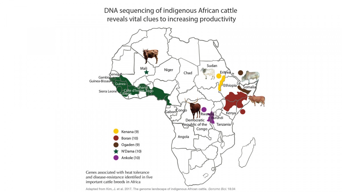 Cow Dna Vs Human Dna