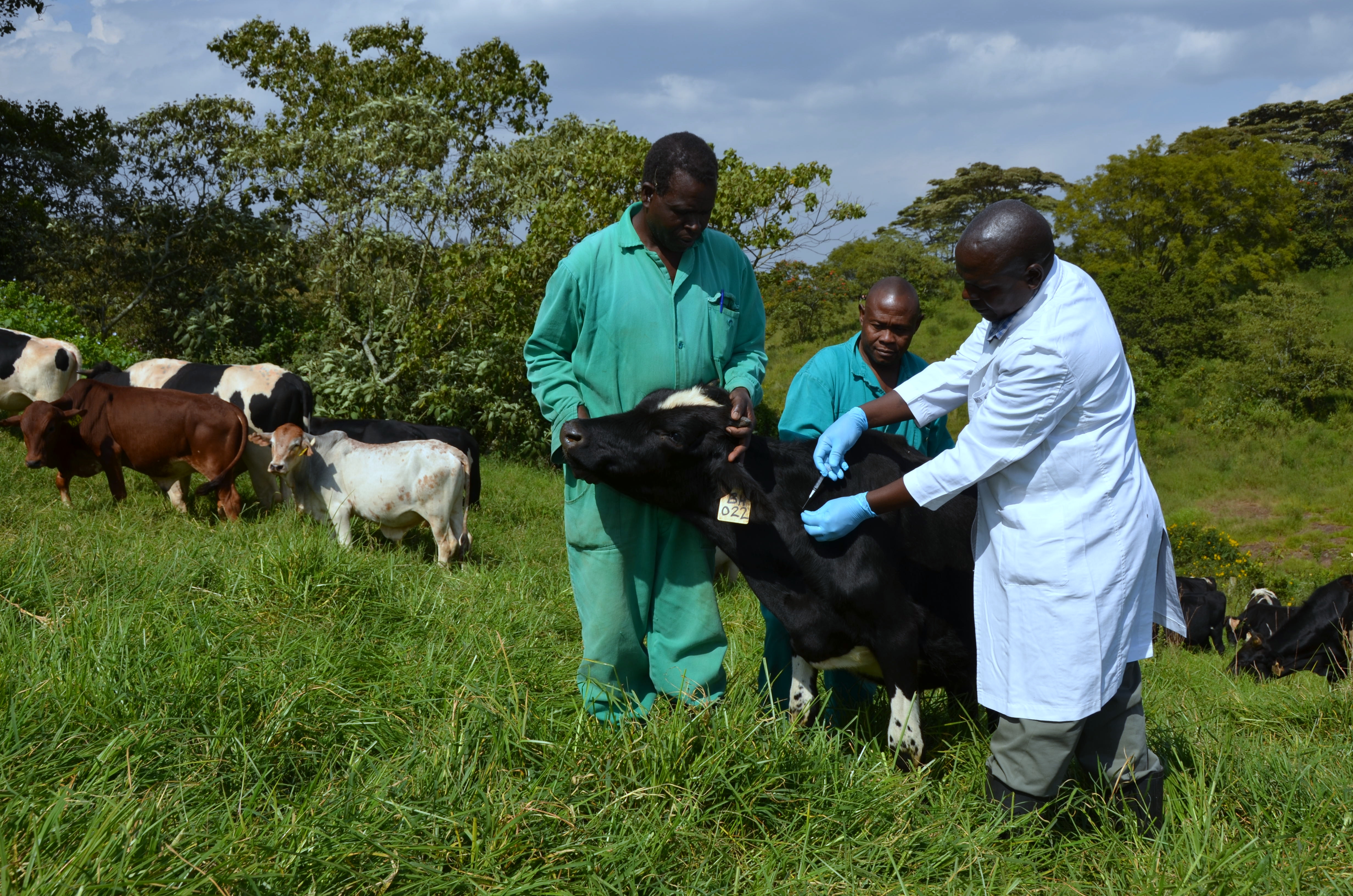 Preventing the next pandemic | International Livestock Research Institute