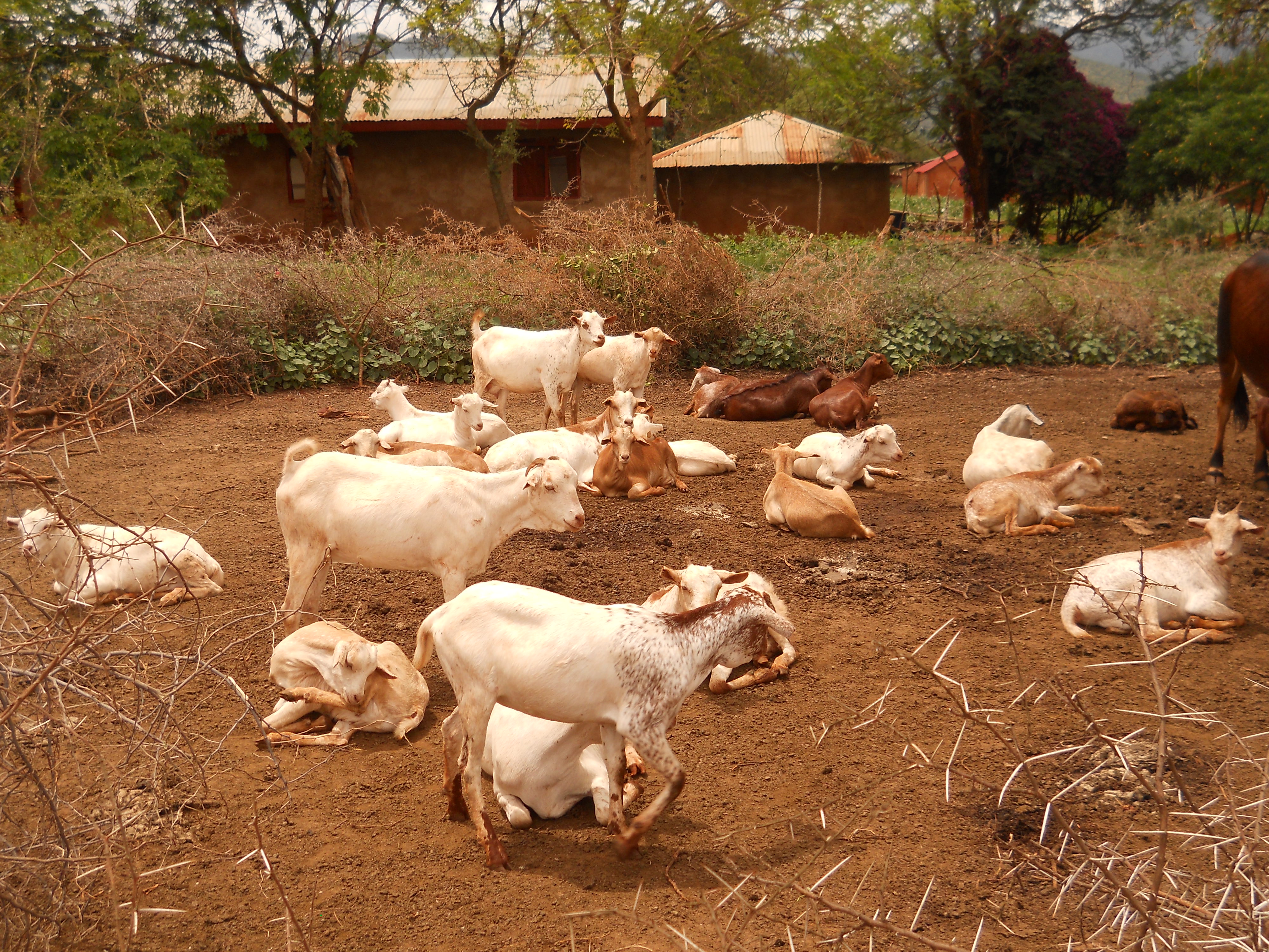 Biosciences fund brings Tanzanian researcher one step closer to ...