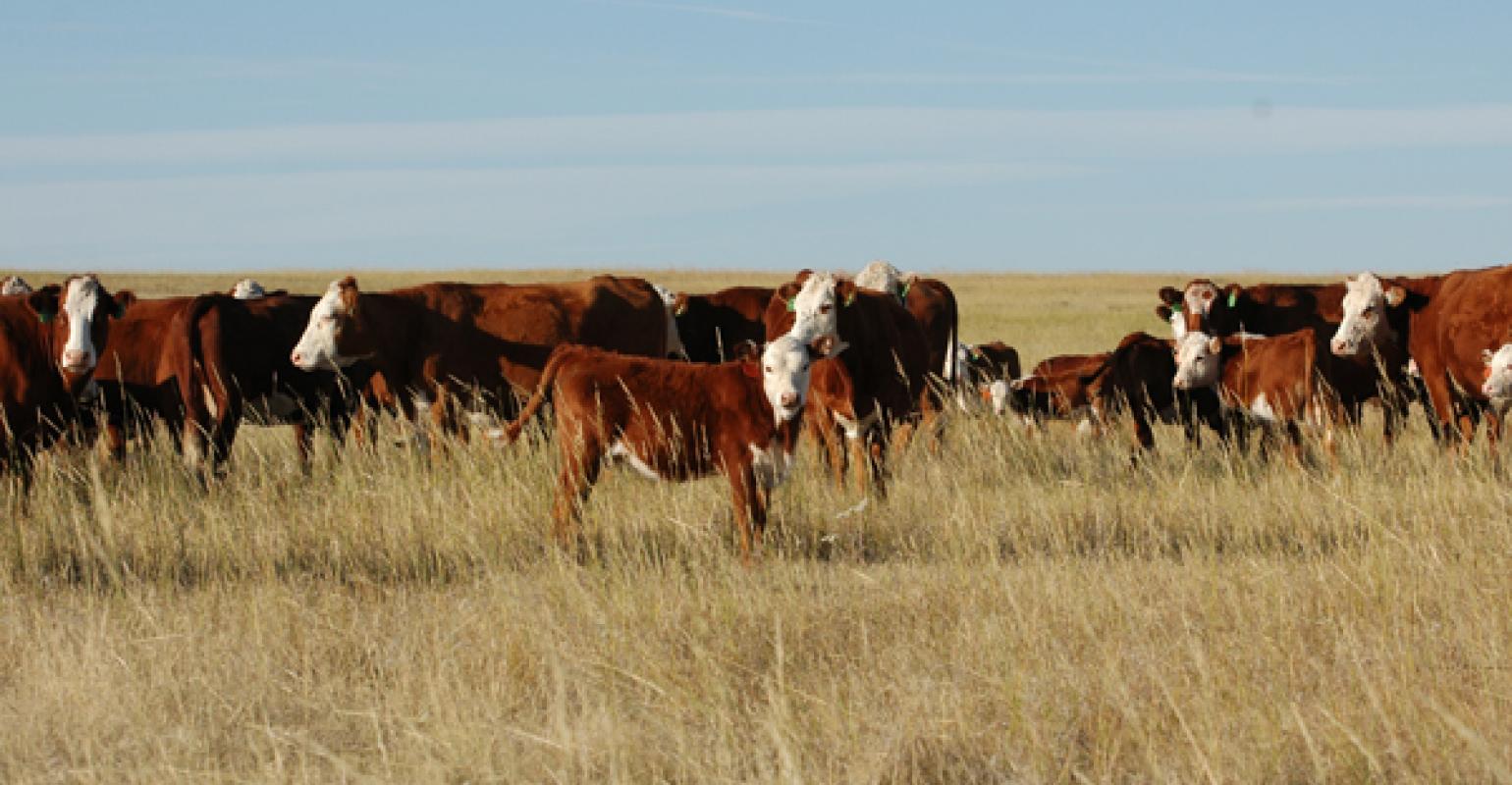 Beef cattle grazing on American rangelands—not feedlots—could be net ...