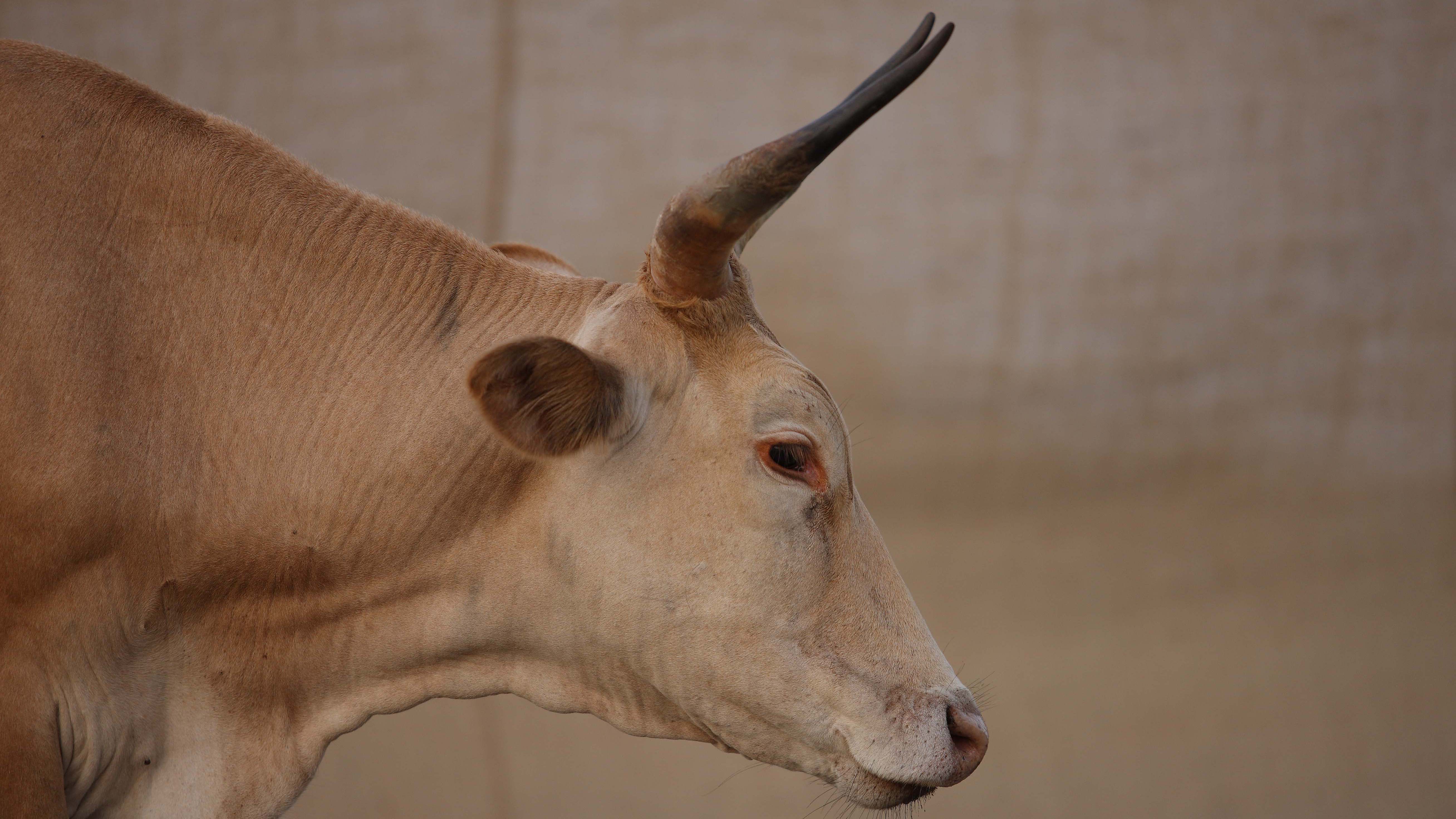 DNA sequencing of indigenous African cattle reveals vital clues to ...