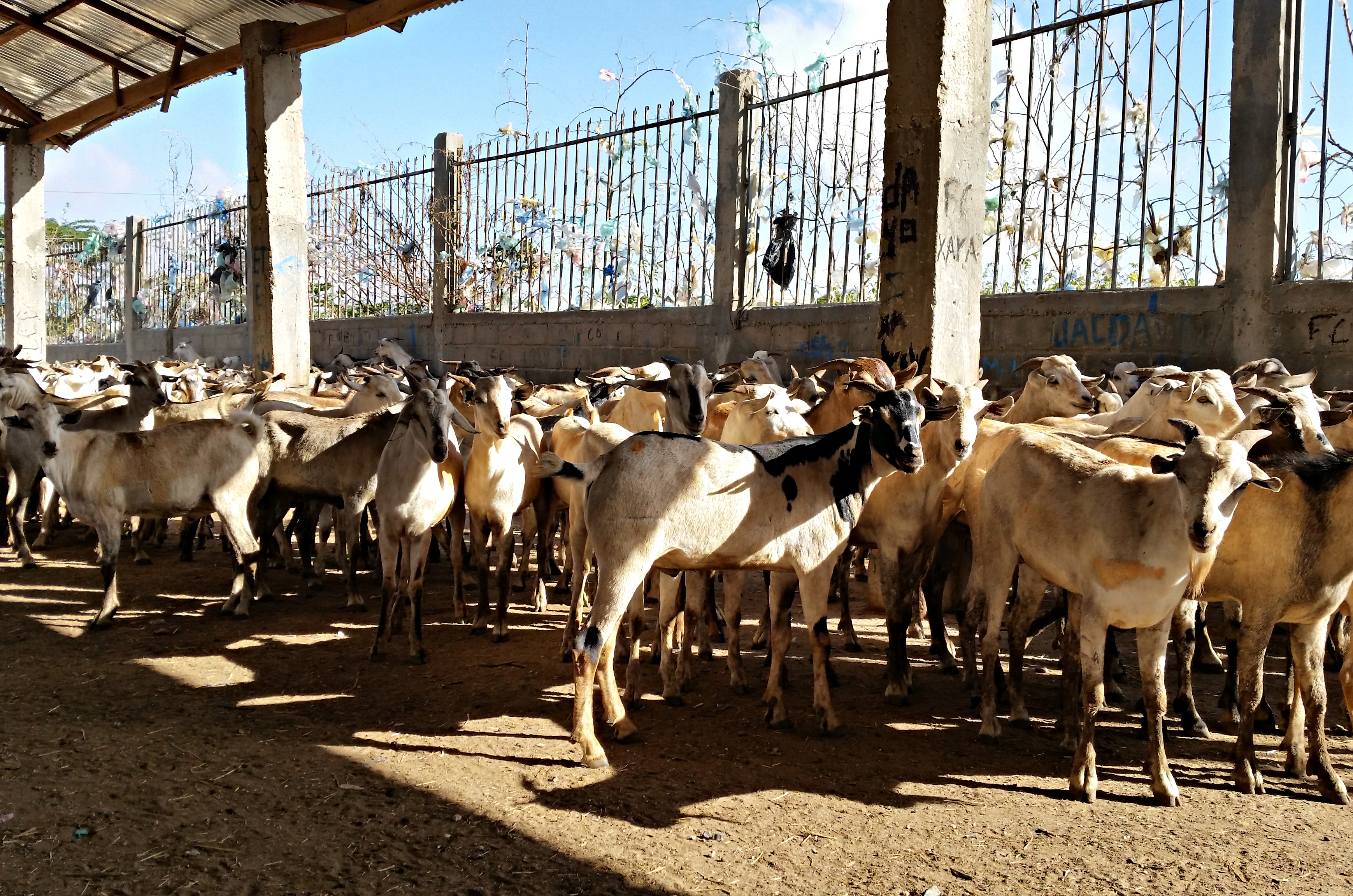 CGIAR and Somali officials and donors come together at ICRAF to support ...