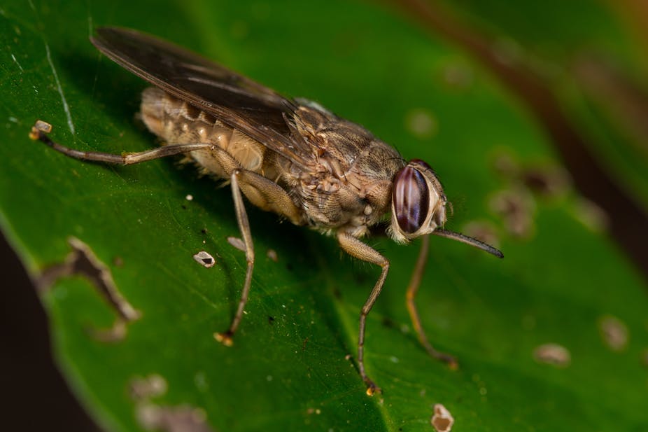 What changes in temperature mean for Africa’s tsetse fly ...