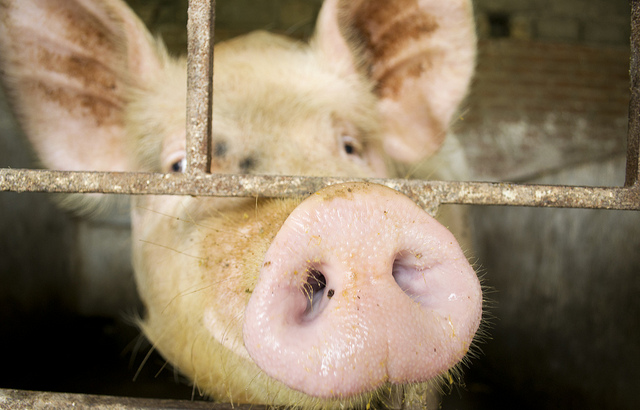 Improving pig genetics in Uganda | International Livestock Research ...