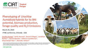 Phenotyping of Urochloa humidicola hybrids for its BNI potential ...