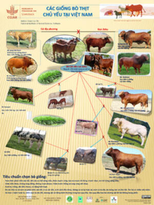 Các giống bò thịt chủ yếu tại Việtnam