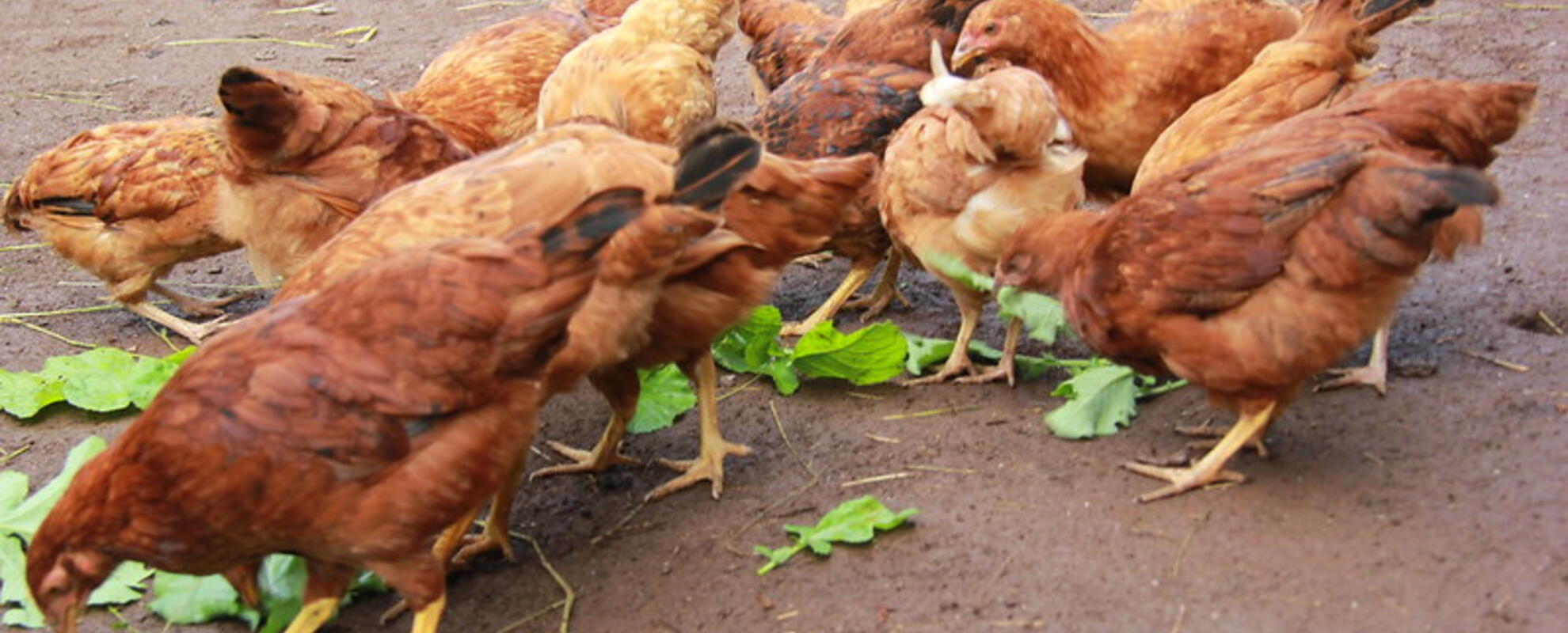 Genome-wide association study in indigenous poultry breeds and varieties