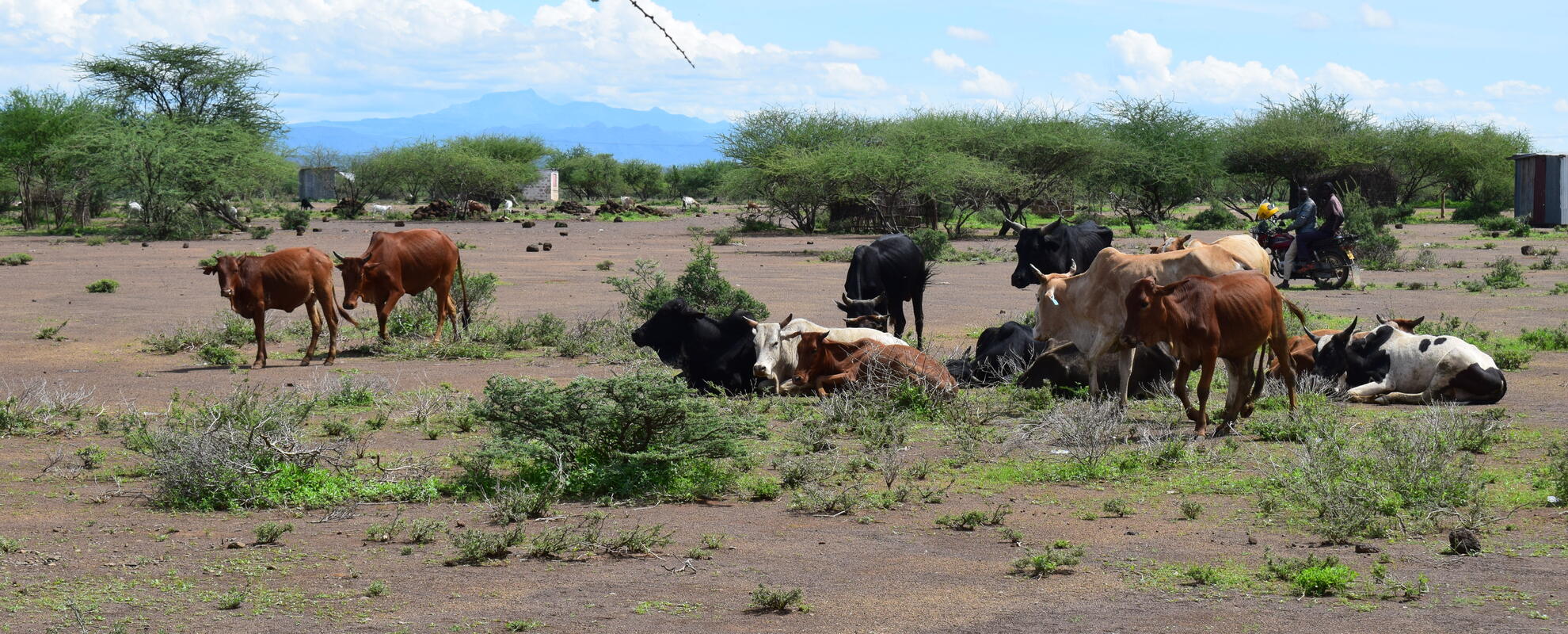 ILRI researchers and partners explore opportunities to support ...