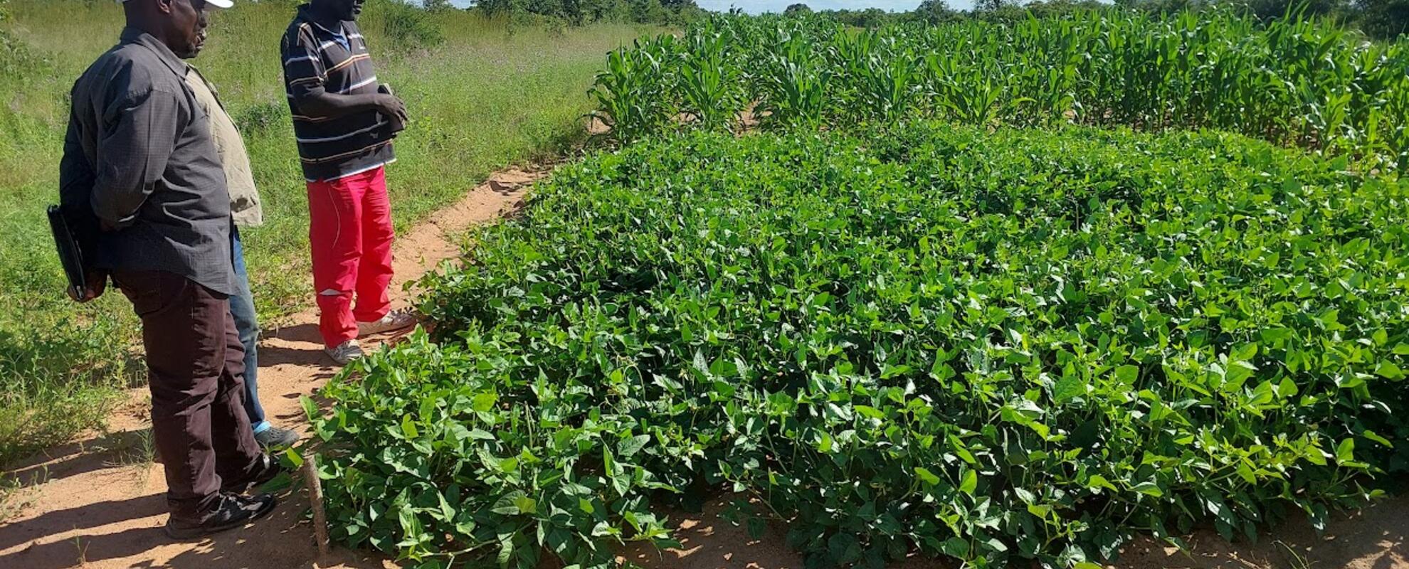 Conservation agriculture techniques are improving agricultural ...