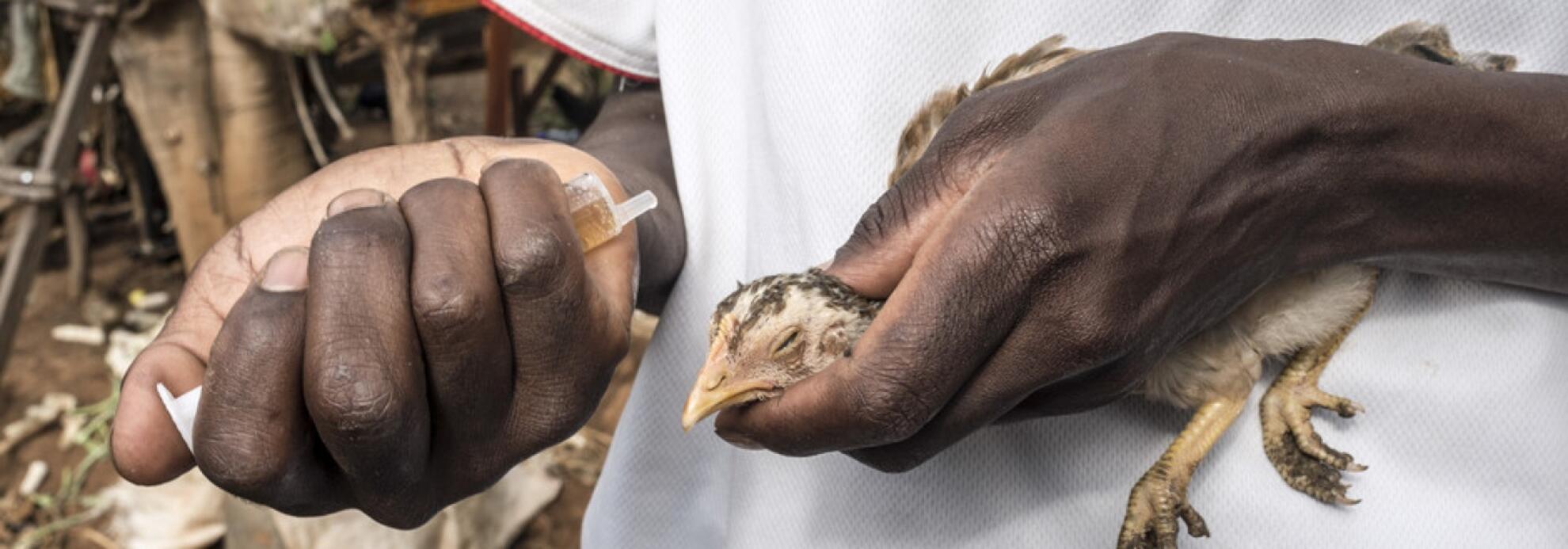 ILRI research project in Ghana is identifying approaches that benefit ...