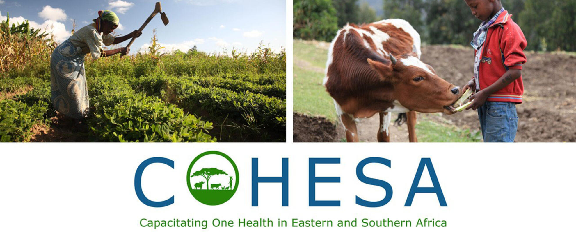 Capacitating One Health in Eastern and Southern Africa (COHESA)