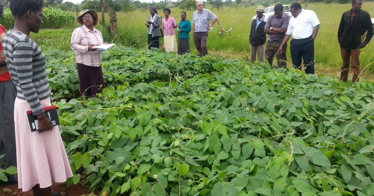Integrating Crops and Livestock for Improved Food Security and ...