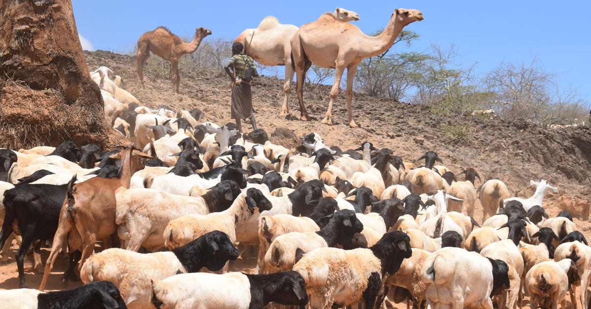 Kenya Climate Smart Agriculture Project (KCSAP)