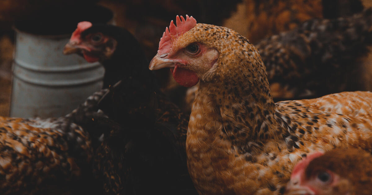 Tropical Poultry Genetics Solutions (TPGS)