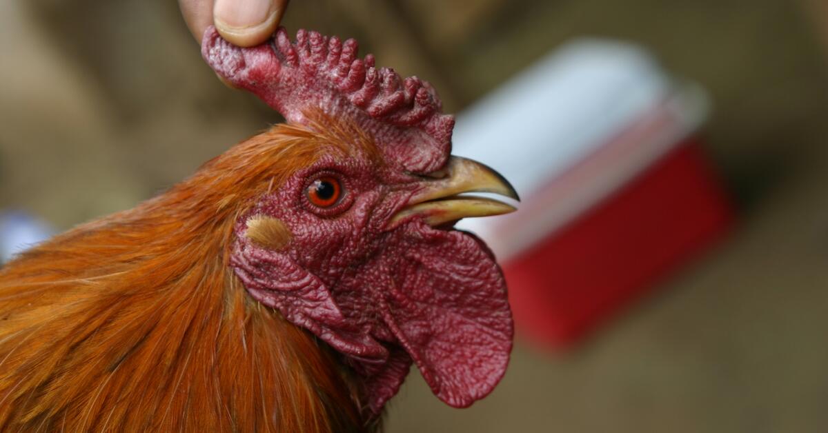 African Chicken Genetic Gains (ACGG)
