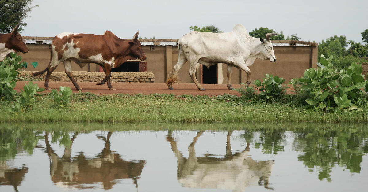 Selecting efficient farm-level antimicrobial stewardship interventions ...