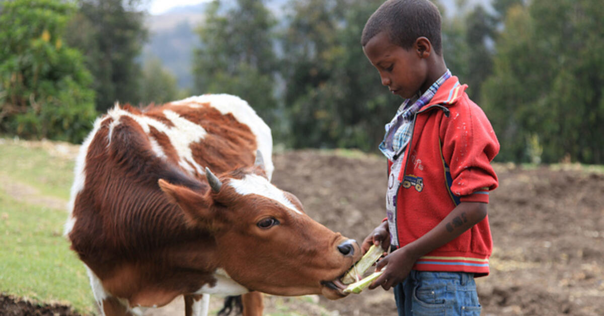Programme for climate-smart livestock systems