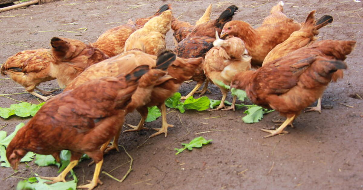 Genome-wide association study in indigenous poultry breeds and varieties