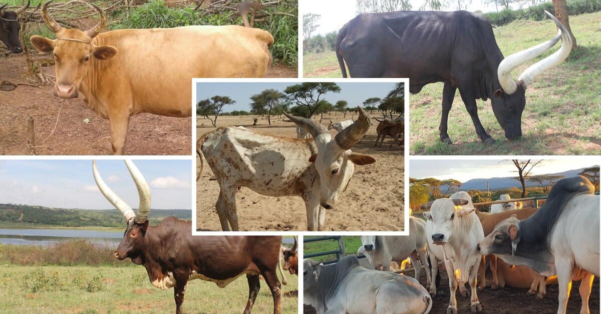 Genomic reference resource for African cattle