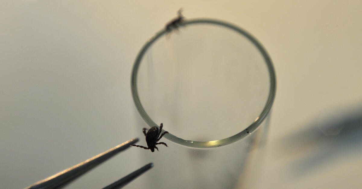 Feed the Future Animal Health Innovation Lab