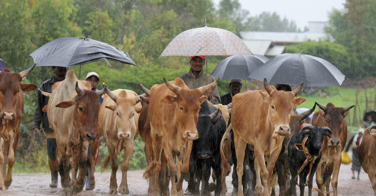 International Livestock Research Institute