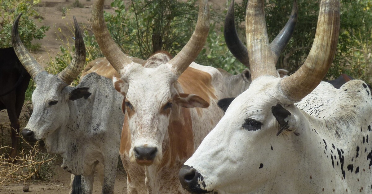 International Livestock Research Institute