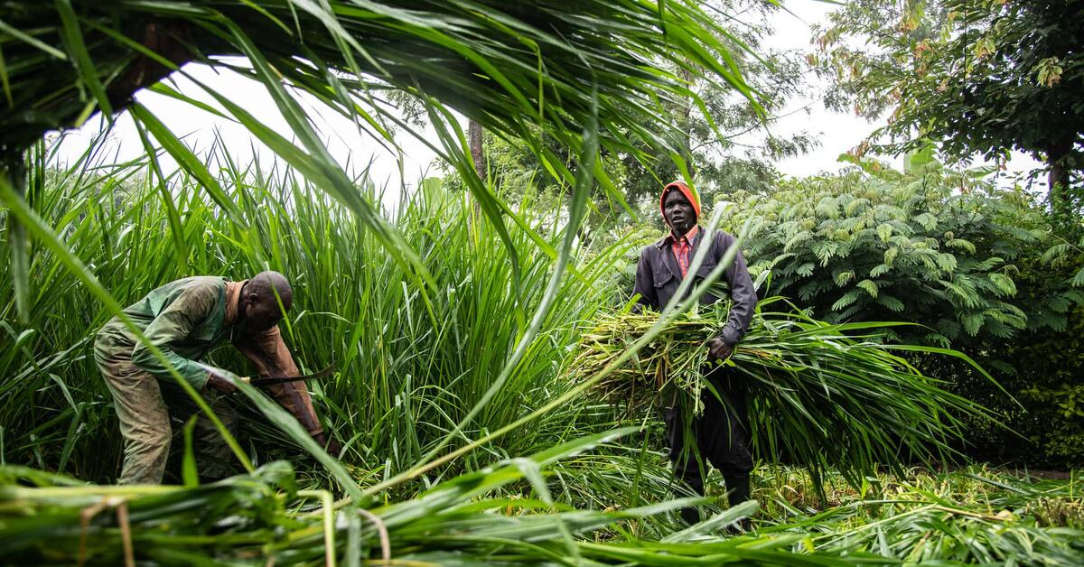 Ukama Ustawi: Diversification for Resilient Agribusiness Ecosystems in ...