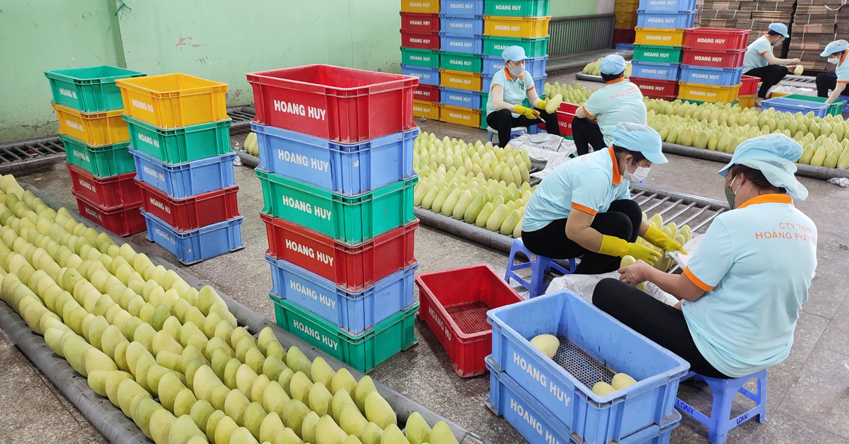 Increasing the standards and quality compliance capacity of the mango ...