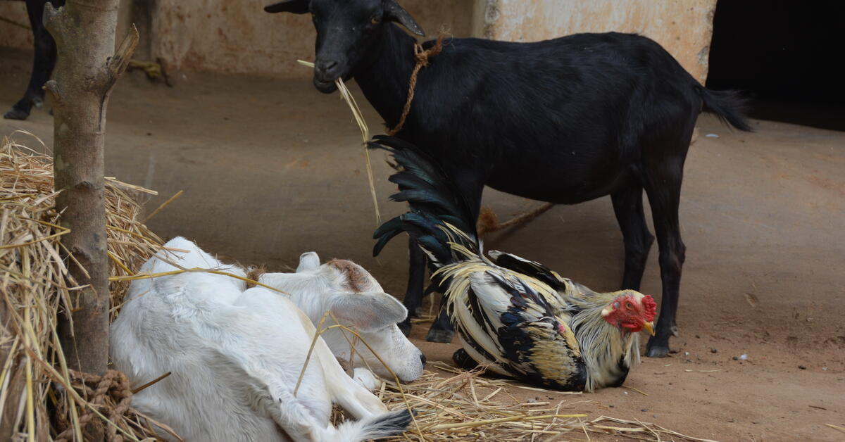 ILRI and South Asia partners hold consultations to guide new ILRI strategy