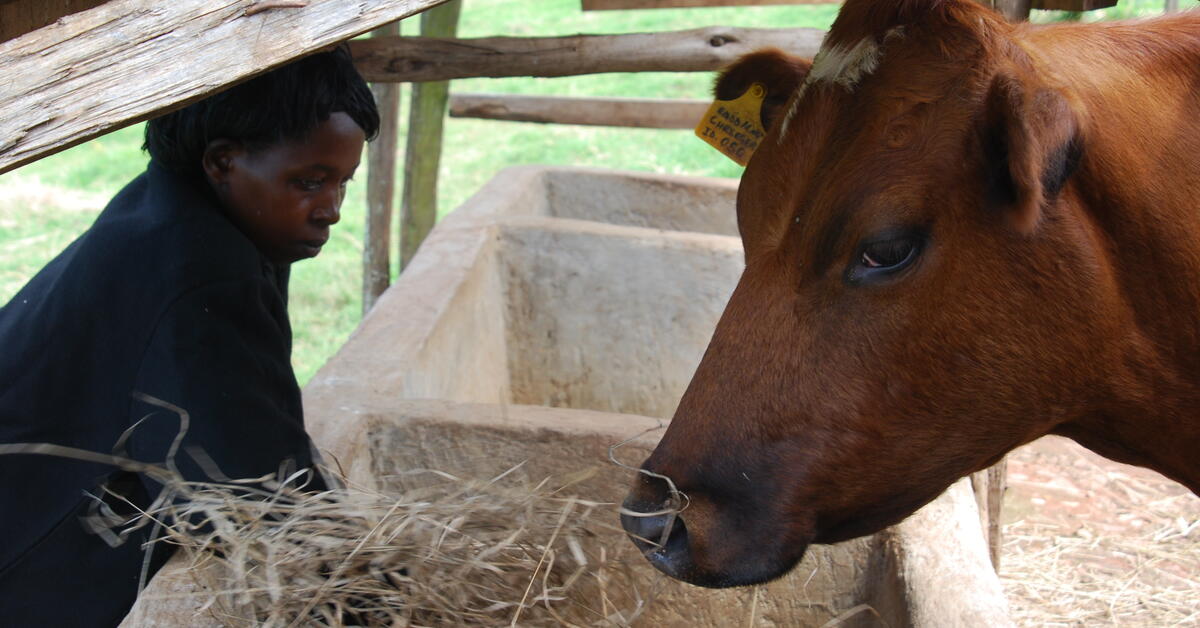 Charting a transformative path: ILRI’s new strategy is built in ...