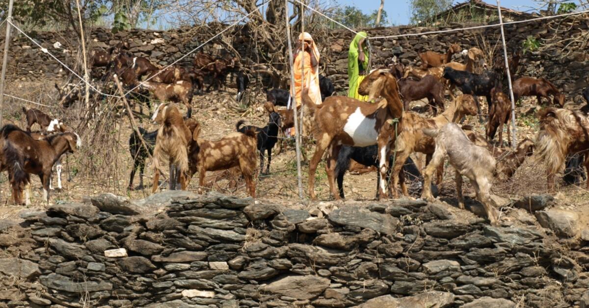 ILRI in South Asia - Brochure