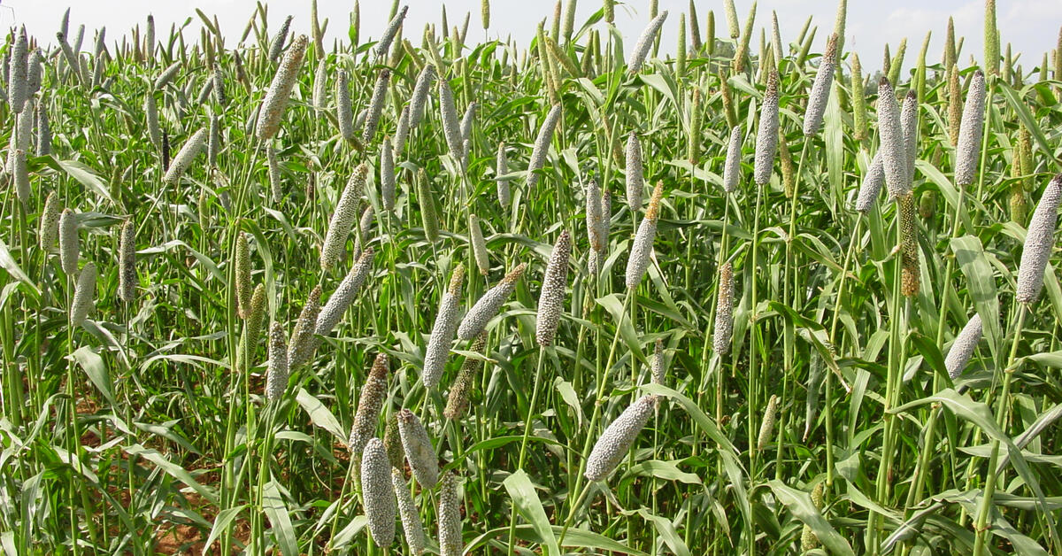 New study on pearl millet unveils opportunities for climate-resilient ...