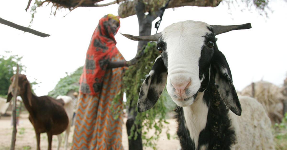 Harnessing digital innovations for gender and social inclusion in Kenya ...