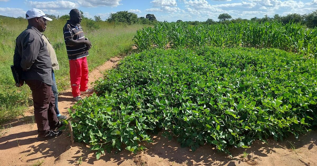 Conservation agriculture techniques are improving agricultural ...