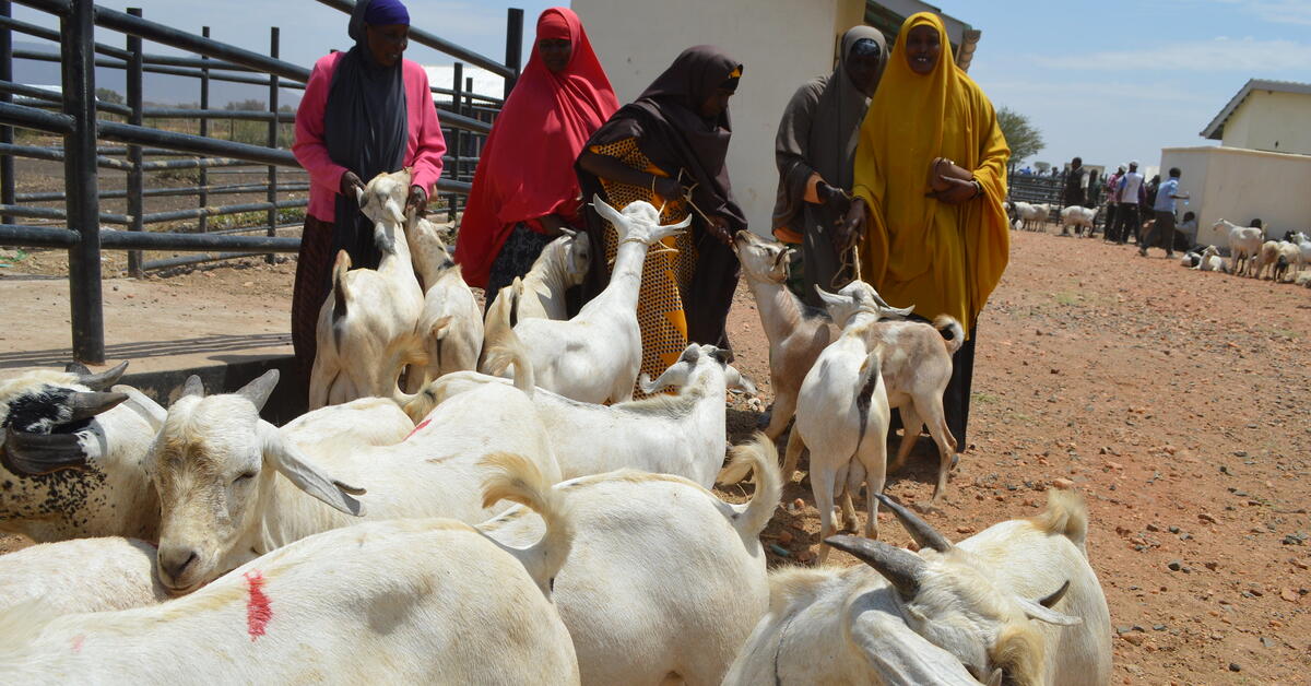 Recent research highlights the role of gender in pastoral and dryland ...