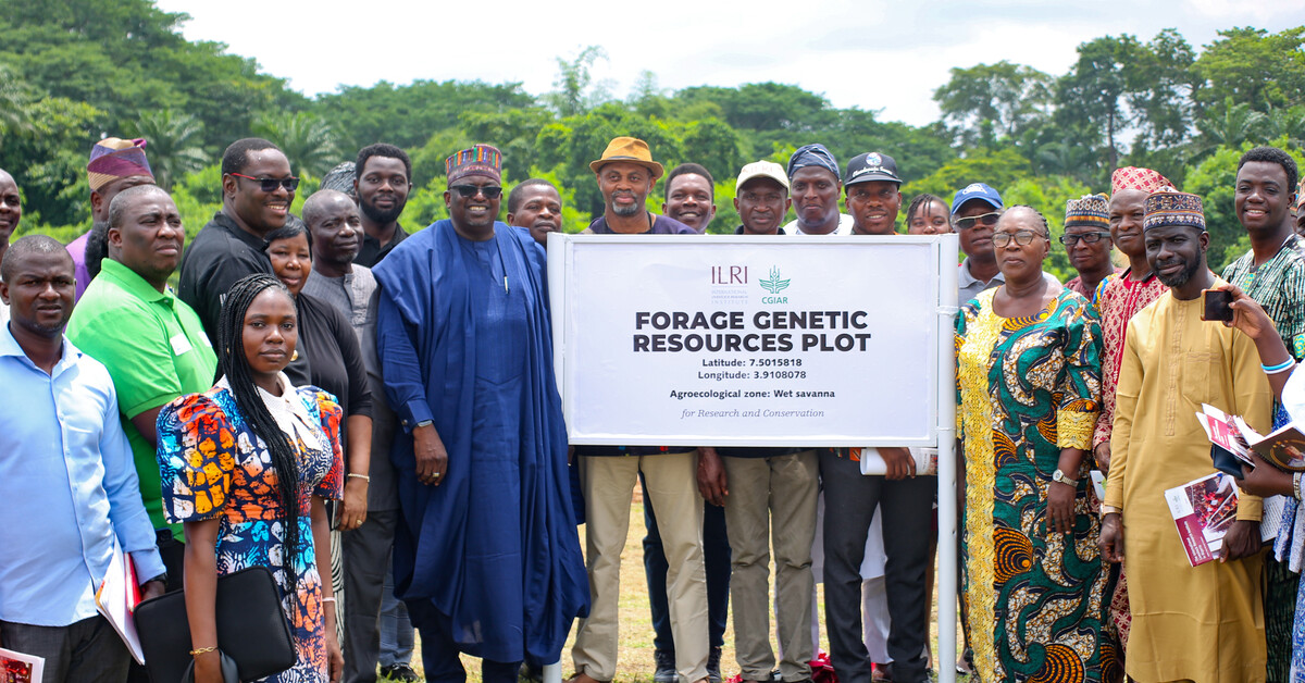 ILRI lbadan Forage Genetic Resources Unit launches to revolutionize ...