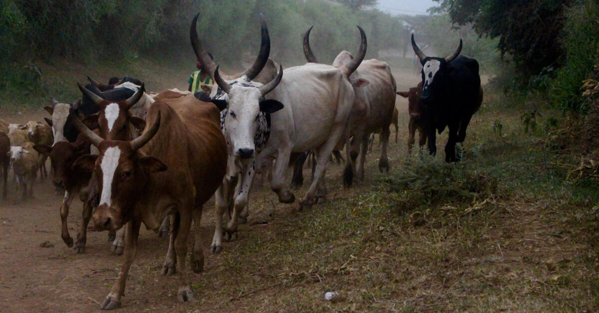 Thermo Fisher Scientific and the International Livestock Research Institute join forces to ...