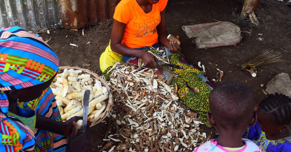 High-quality cassava peel mash technology: Global reach, dissemination ...