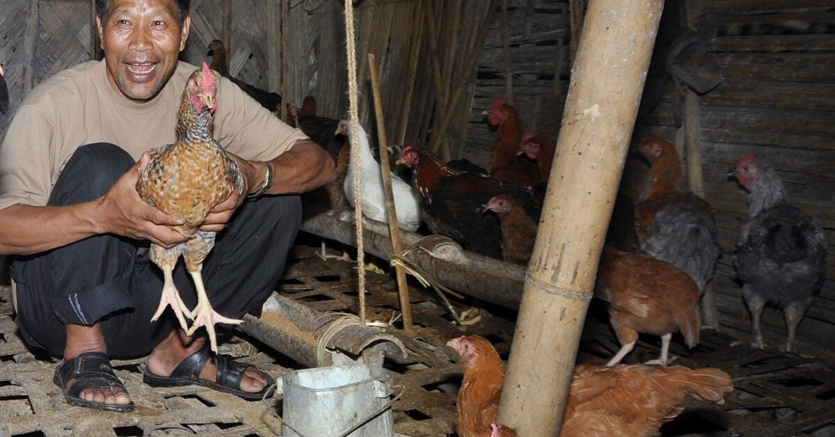 ILRI and ICAR release SNP chip to identify native chicken breeds