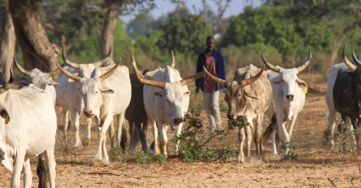 Global villain, local savior? What's the role of livestock in sub ...