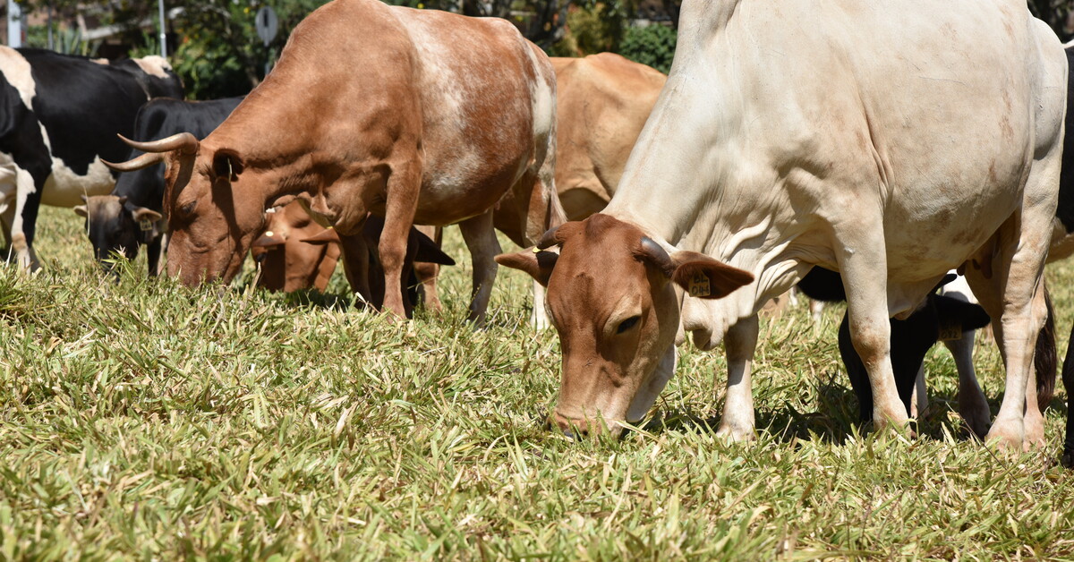 Available now: Issue 14 of ILRI South Asia Newsletter