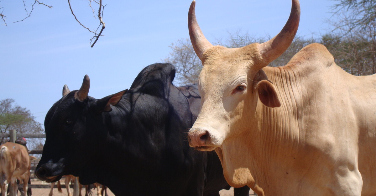 Africa’s farmers to benefit from global push for low-methane, resilient ...