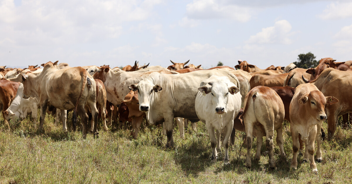 Insights from high-impact training on climate-smart livestock systems