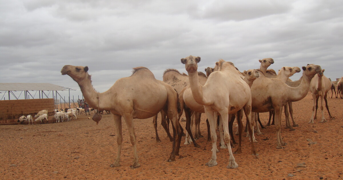 Mapping Kenya’s livestock routes: The arteries of dryland pastoral economy
