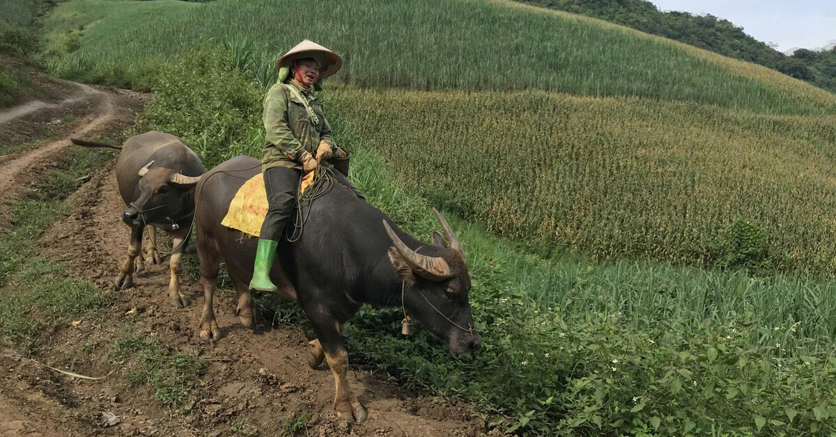 ILRI introduces the Livestock and Climate Solutions Hub at SAADC 2025 ...
