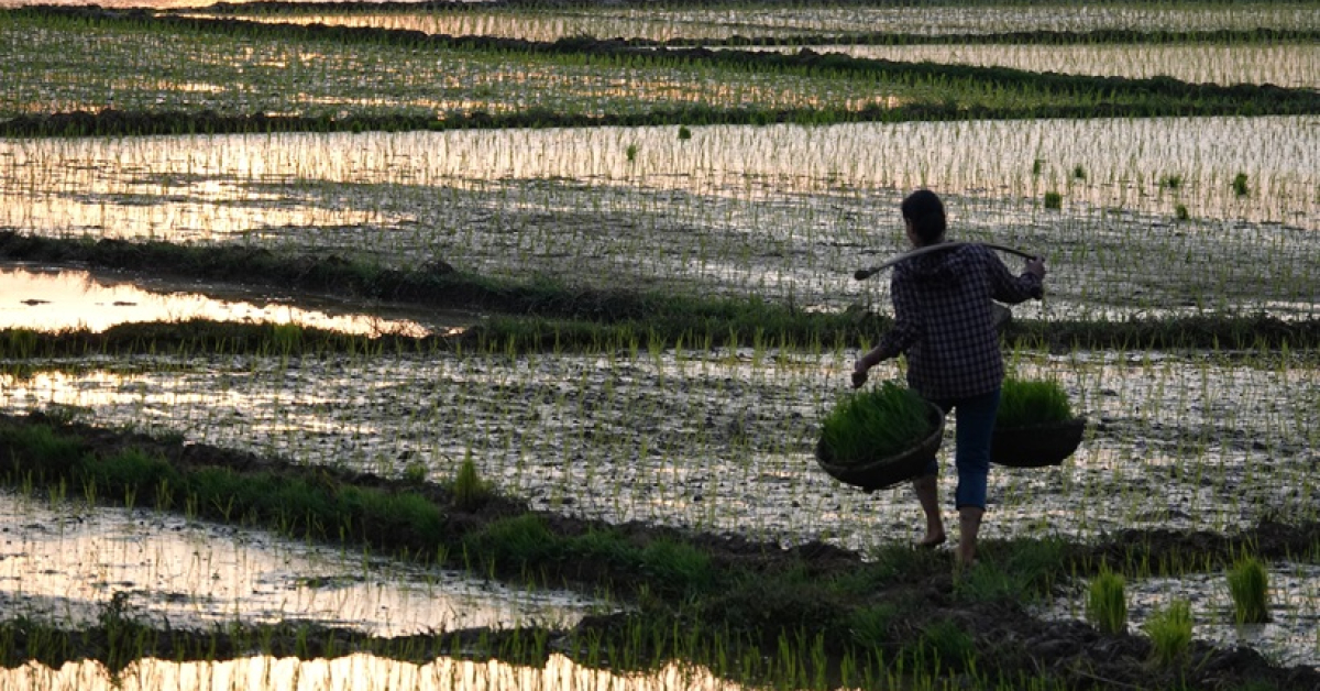 Regional experts explore One Health solutions to reduce agricultural ...