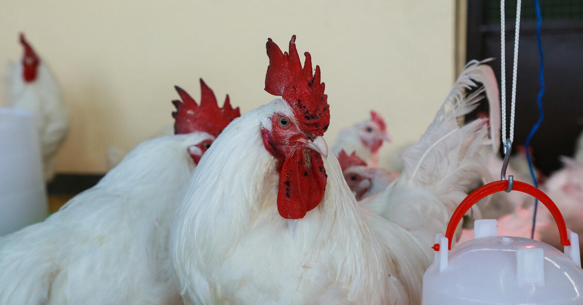 Cryoconservation of African poultry breeds: Safeguarding indigenous and ...